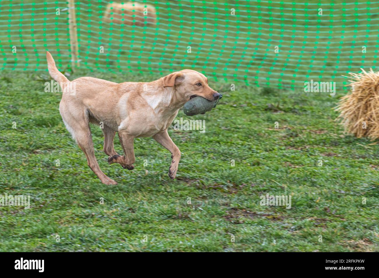 Working Labrador Retriever gun dog training session with Volucris ...