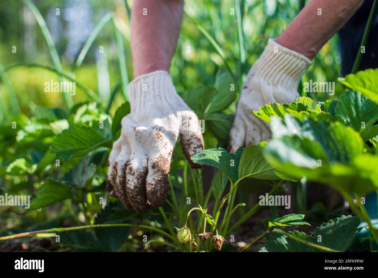 The farmer takes care of the plants in the vegetable garden on the farm ...