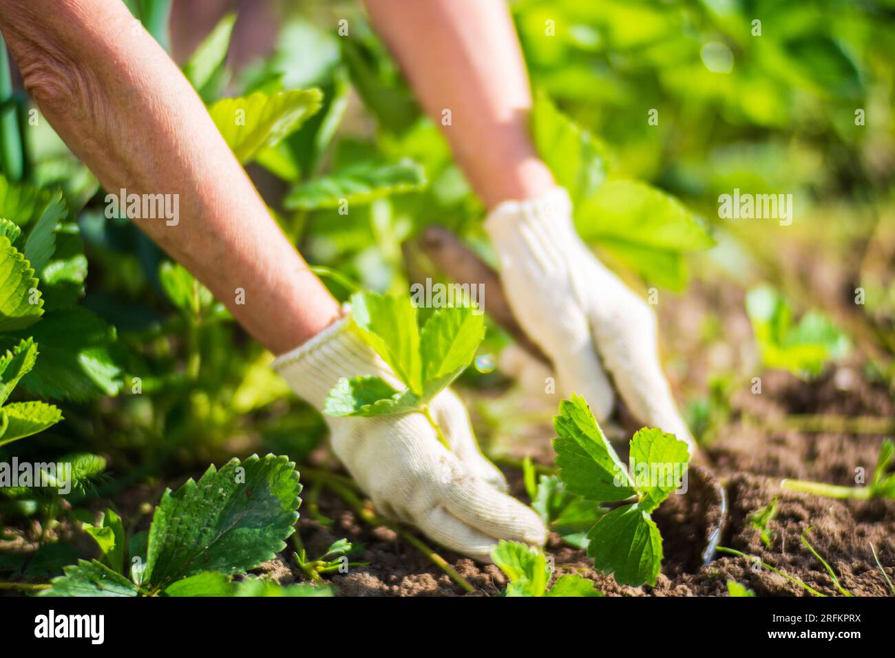 The farmer takes care of the plants in the vegetable garden on the farm ...
