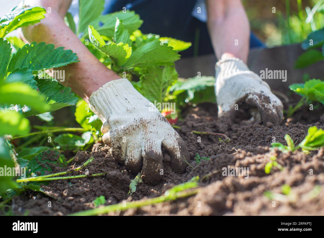 The farmer takes care of the plants in the vegetable garden on the farm ...