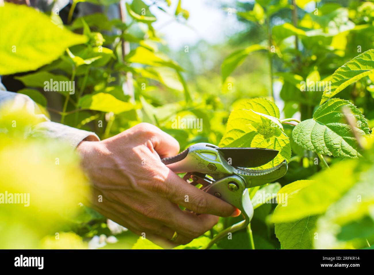 The farmer makes pruning of bushes with secateurs. Gardening Tools ...