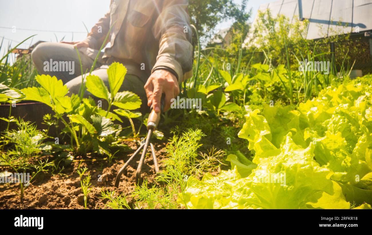 The farmer takes care of the plants in the vegetable garden on the farm ...