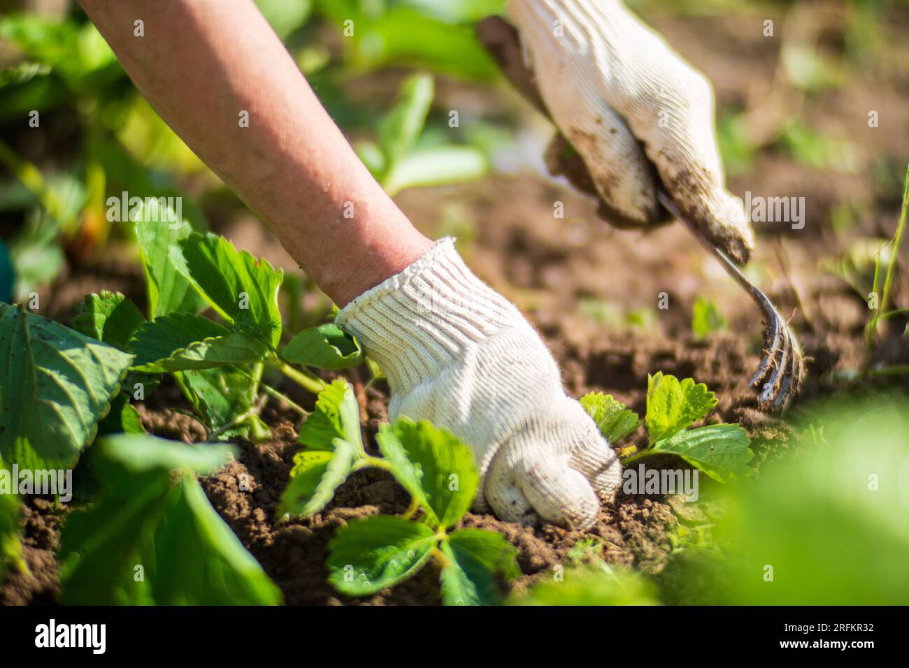 The farmer takes care of the plants in the vegetable garden on the farm ...