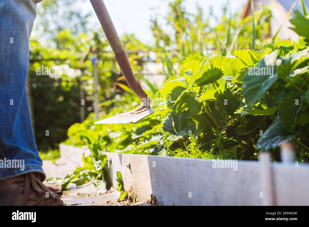 Farmer cultivating land in the garden with hand tools. Soil loosening ...