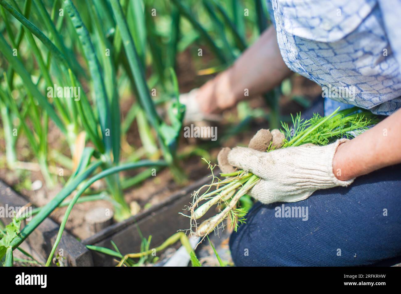 Farmer's hands harvest crops in the garden farm. Plantation work ...