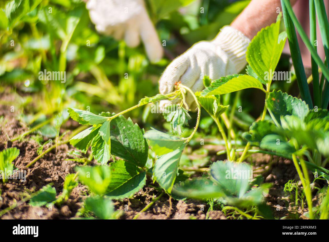 The farmer takes care of the plants in the vegetable garden on the farm ...
