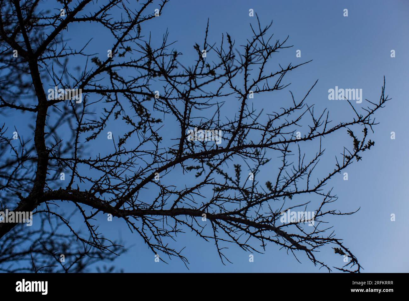 Spiky tree branches against the blue sky. Prickly tree. Tree with ...