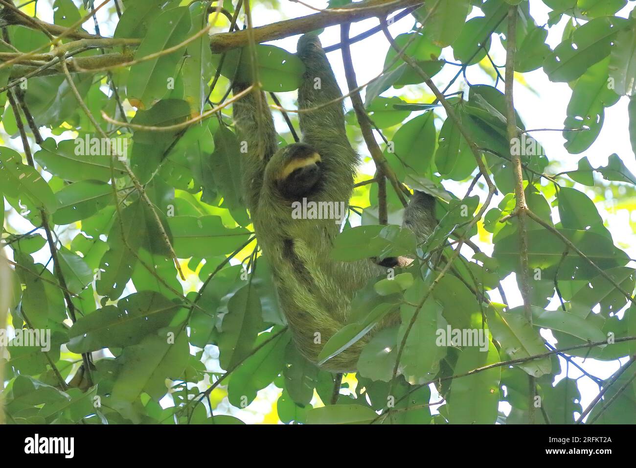 Cute sloth hanging on tree branch with funny face look, portrait of ...
