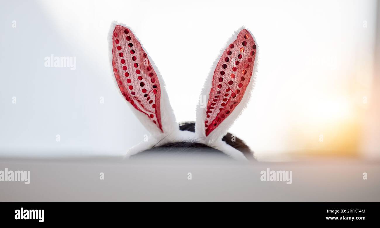 Easter bunny, ears and funny person at home with computer screen and ...