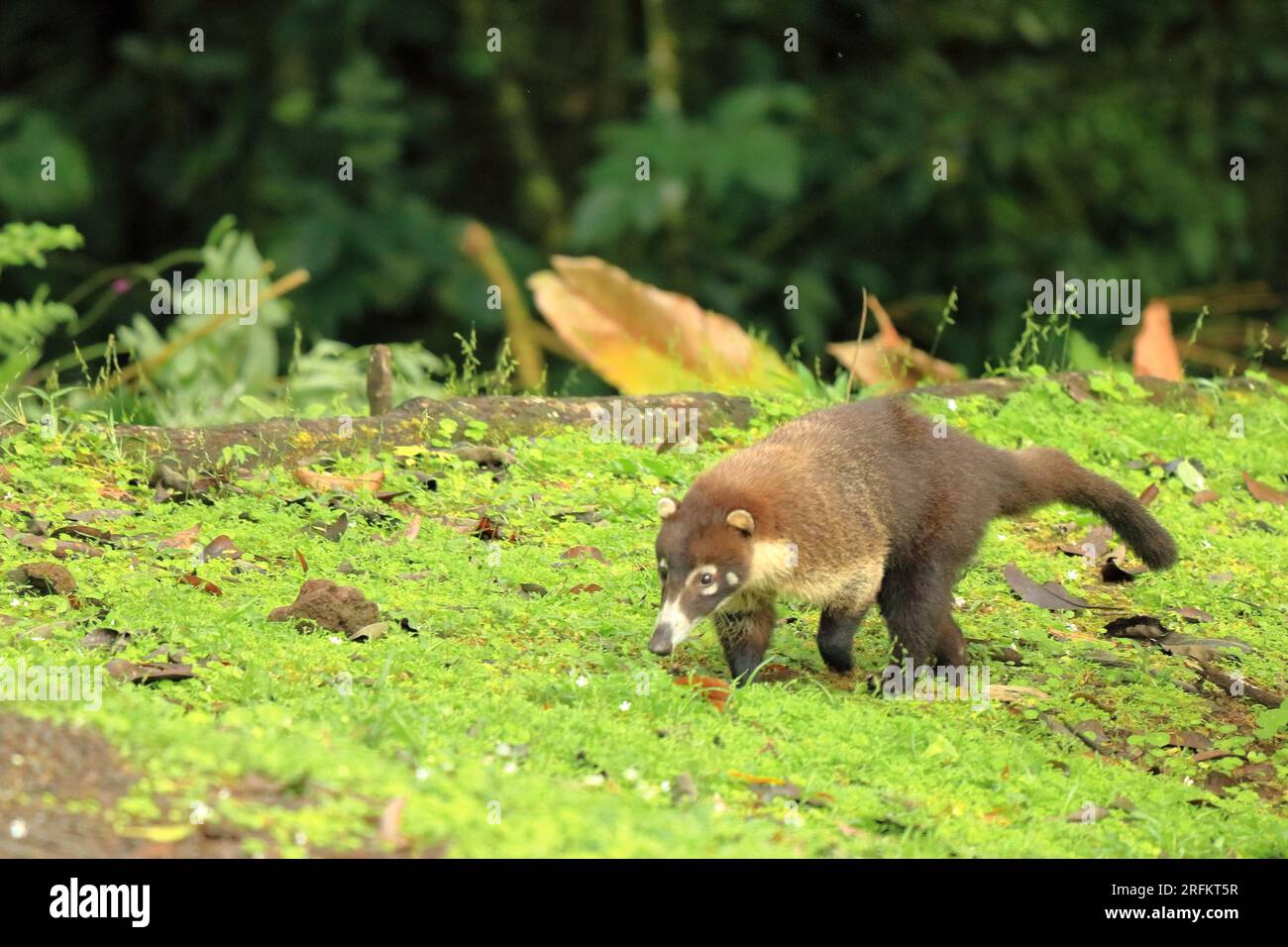 Animal from rainforest of Costa Rica. the White-nosed Coati, Nasua ...