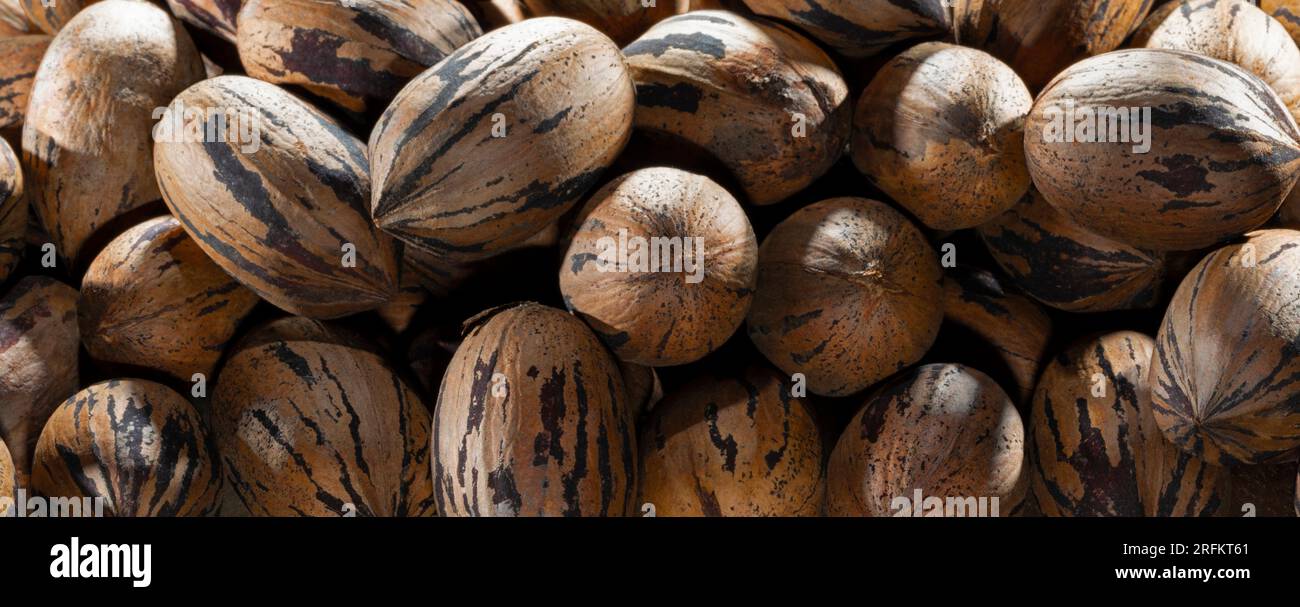 Side view of a stack of pecans during a big harvest Stock Photo - Alamy