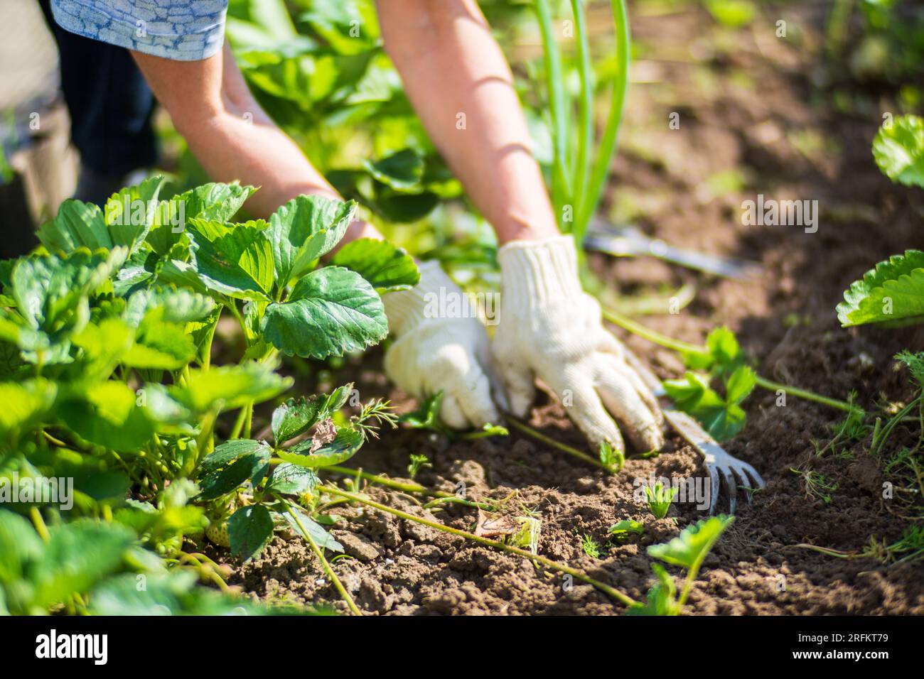 The farmer takes care of the plants in the vegetable garden on the farm ...