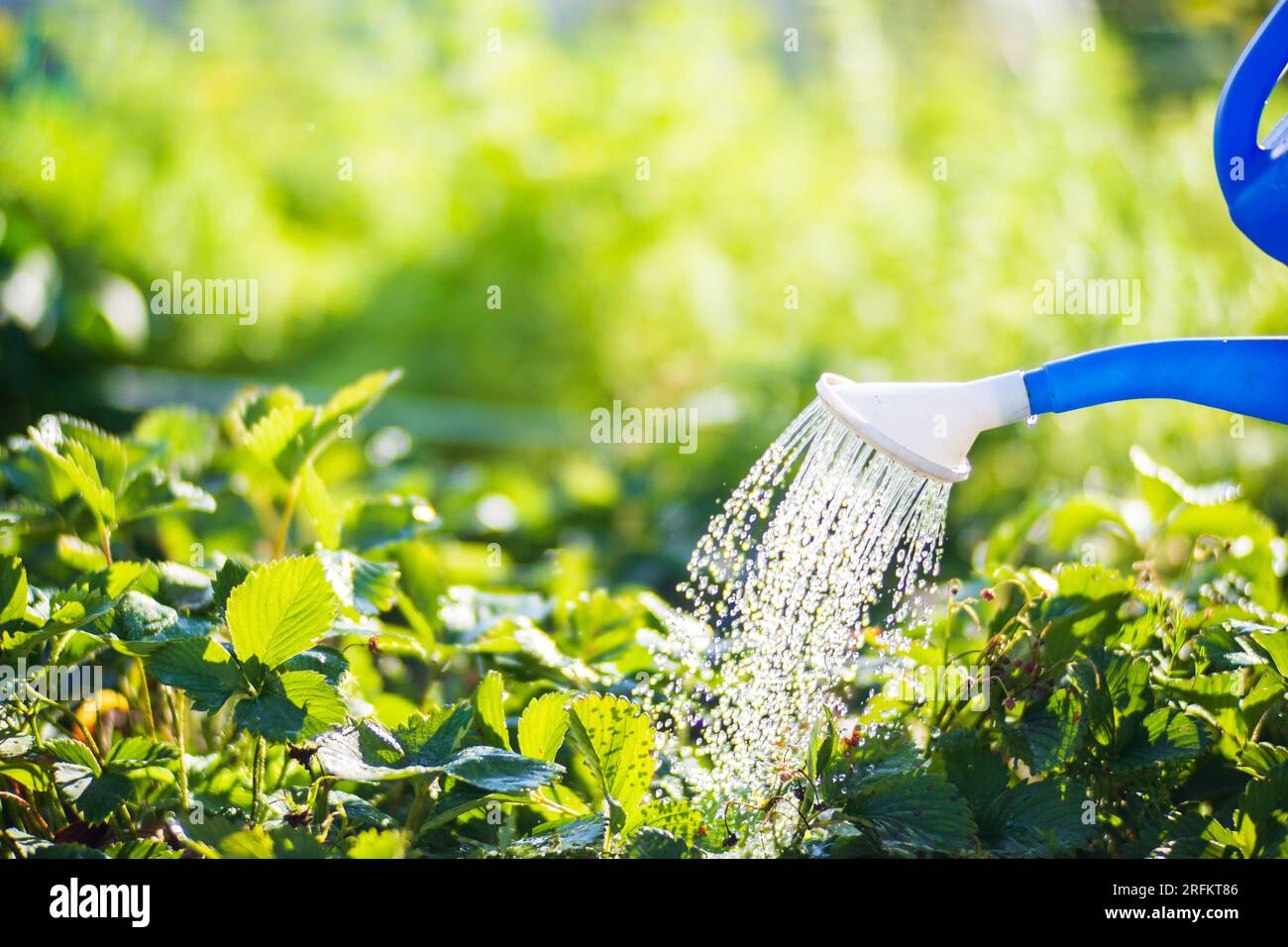 Watering vegetable plants on a plantation in the summer heat with a ...