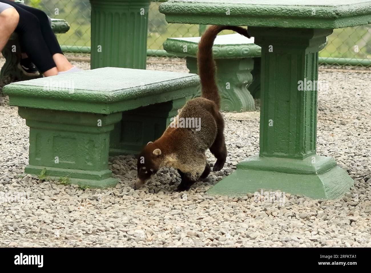 Animal from rainforest of Costa Rica. the White-nosed Coati, Nasua ...