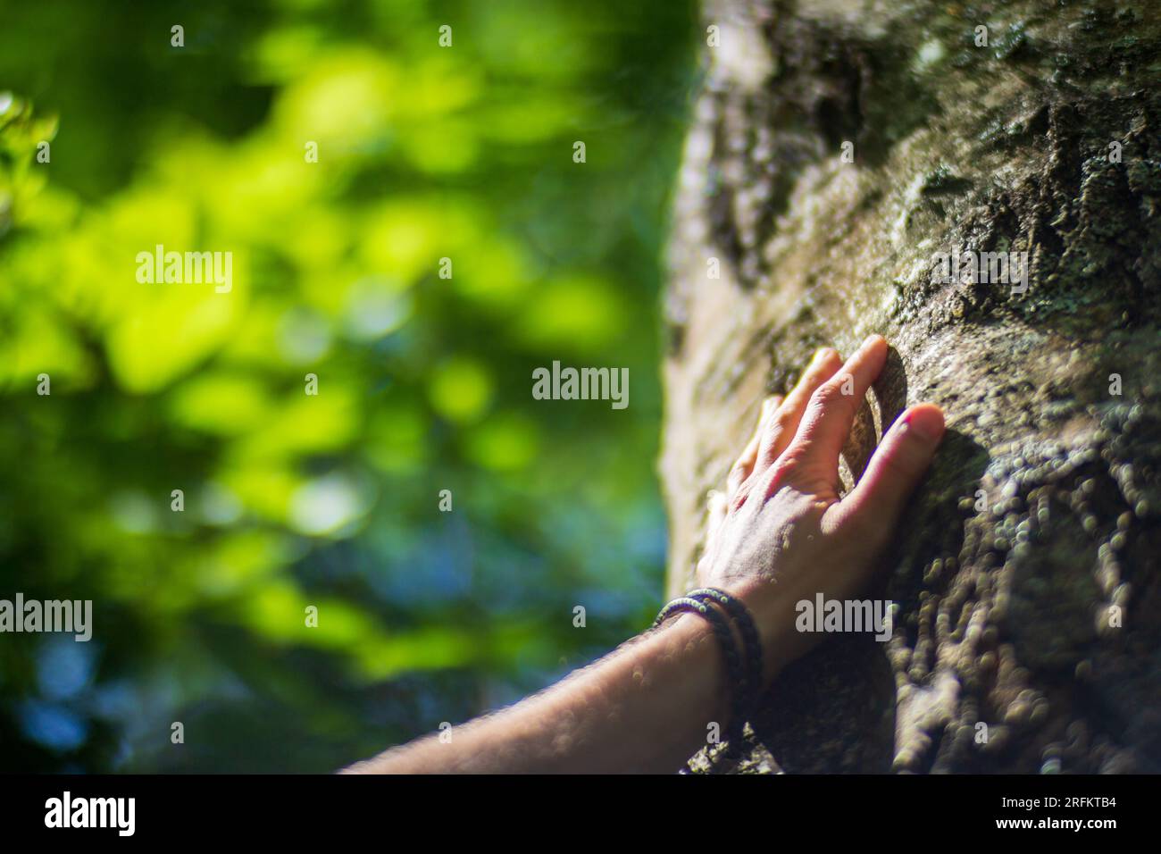 A man's hand touch the tree trunk close-up. Bark wood.Caring for the ...