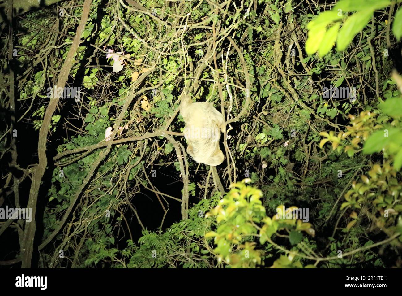 Cute sloth hanging on tree branch with funny face look, portrait of ...