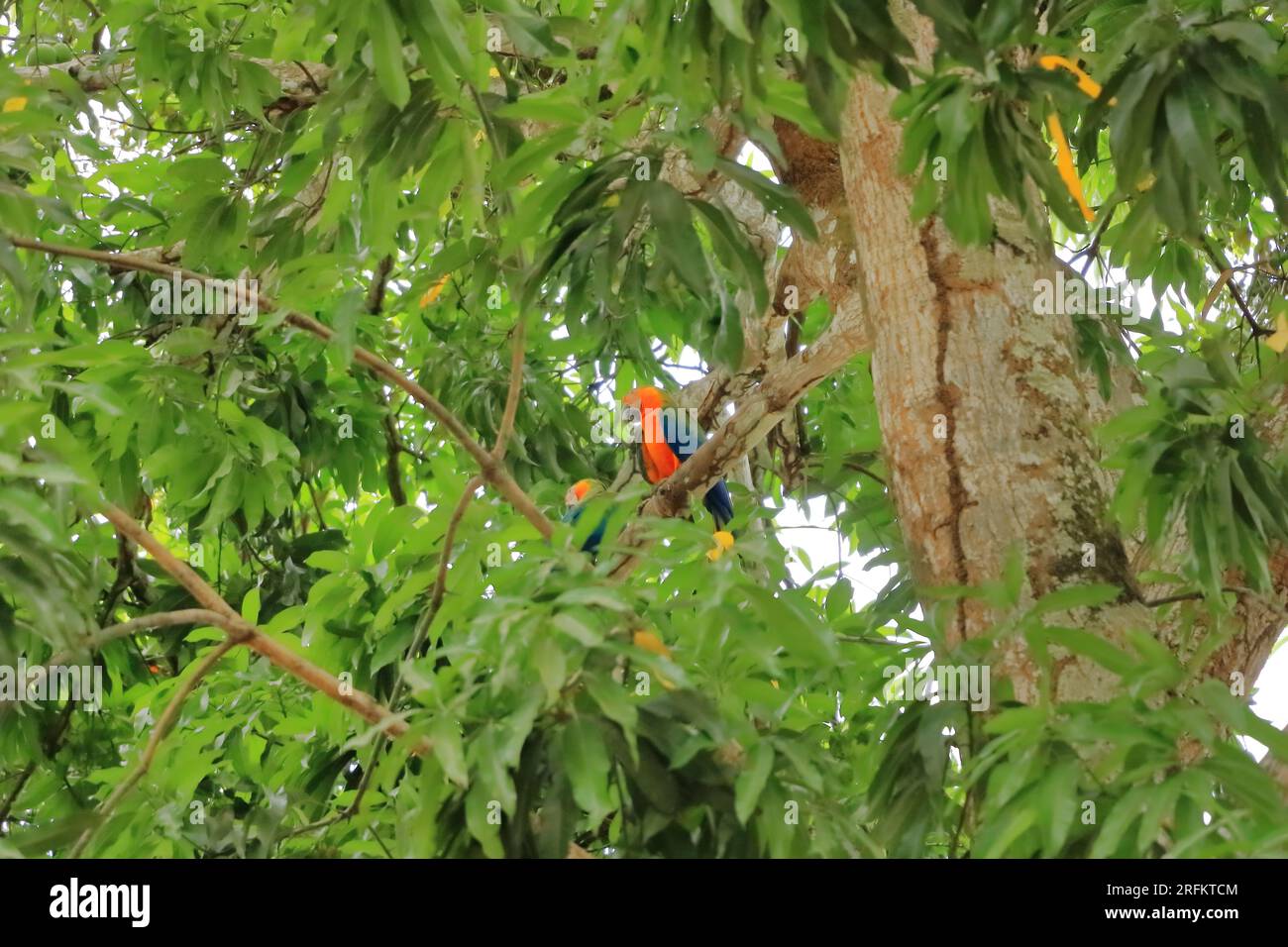 Flying scarlet macaws brazil hi-res stock photography and images - Alamy