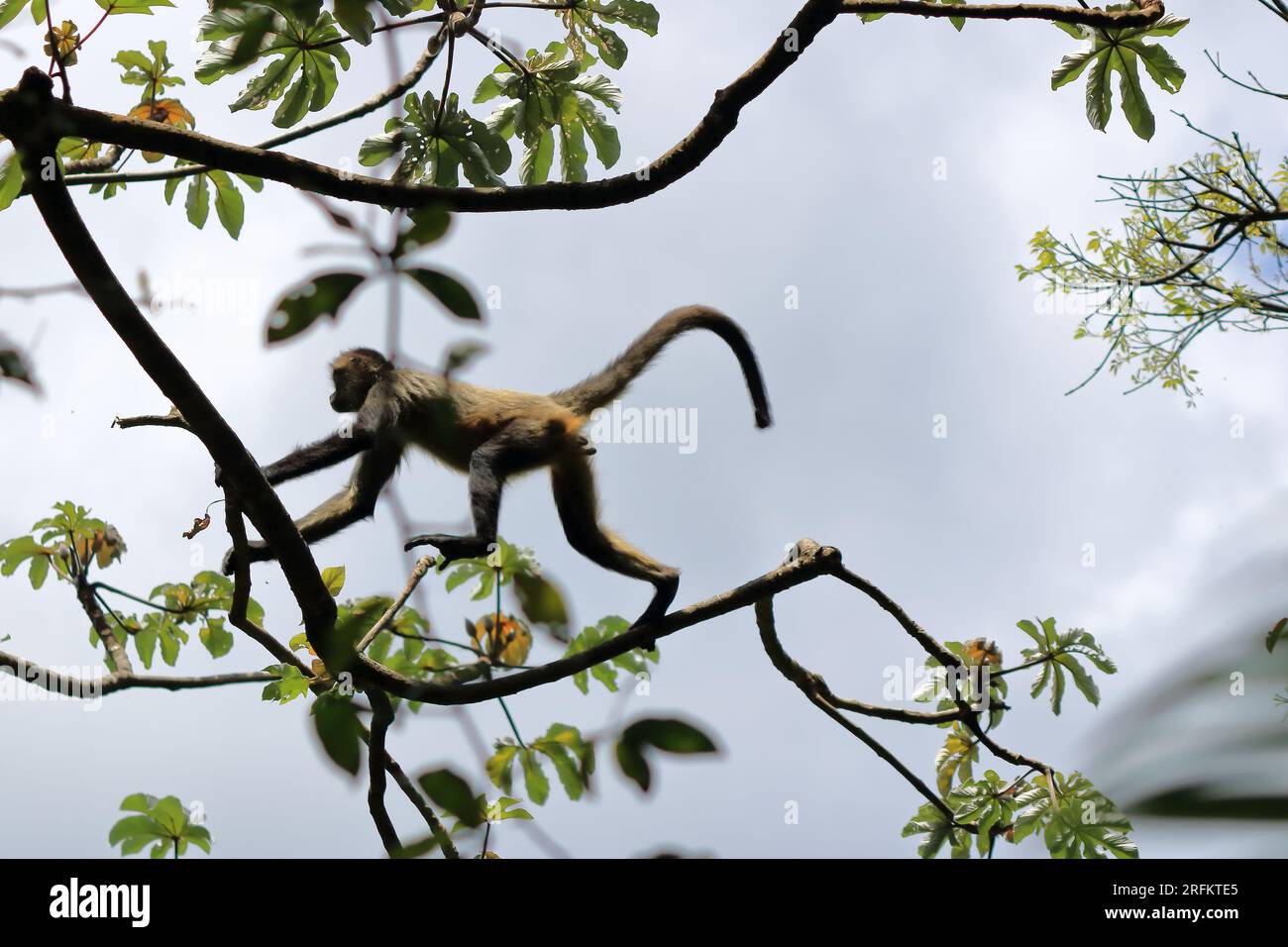 Tree jumping costa rica hi-res stock photography and images - Alamy