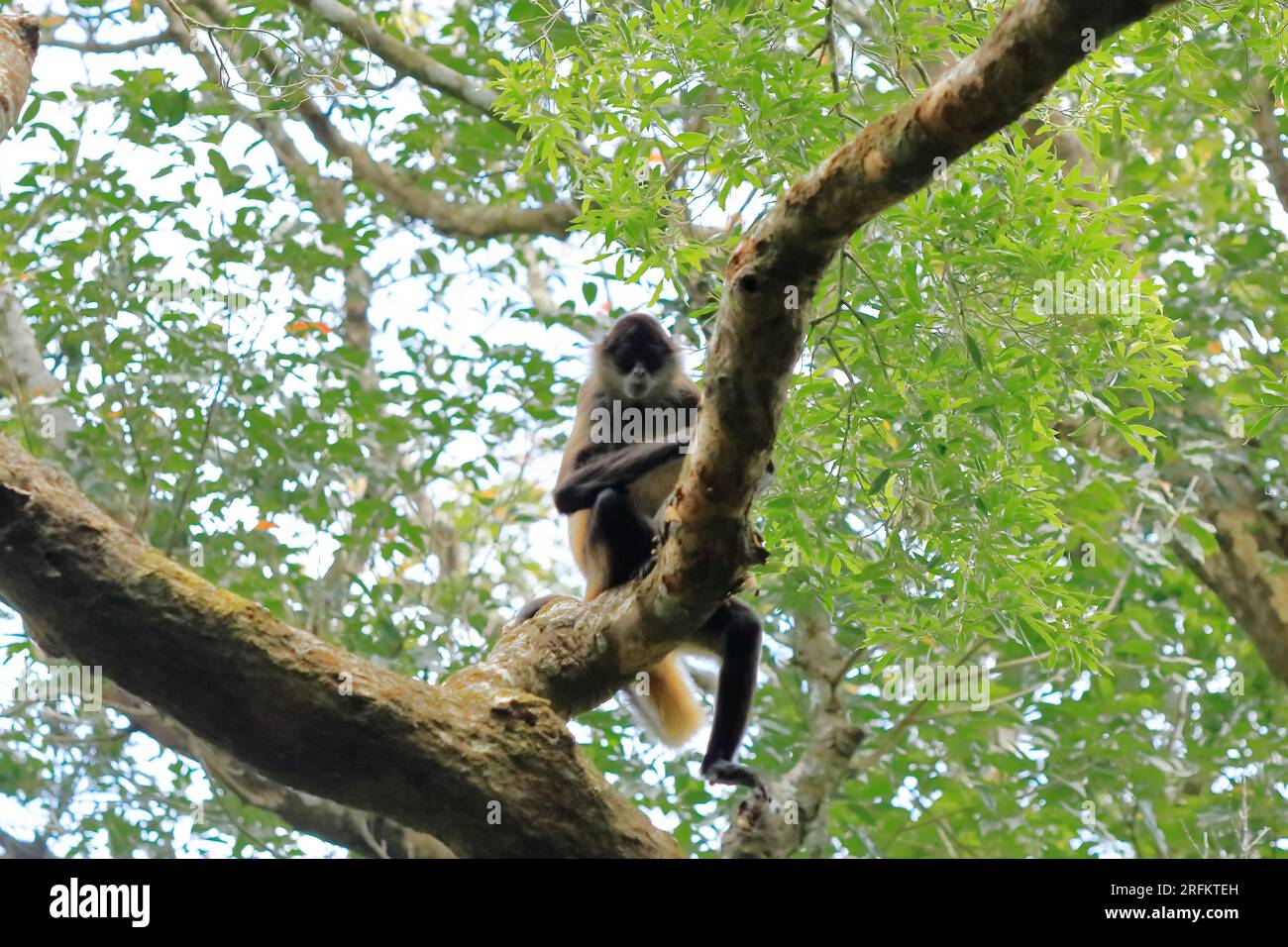 Tree jumping costa rica hi-res stock photography and images - Alamy