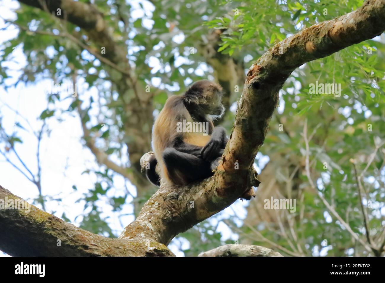 Jumping spider monkey hi-res stock photography and images - Alamy