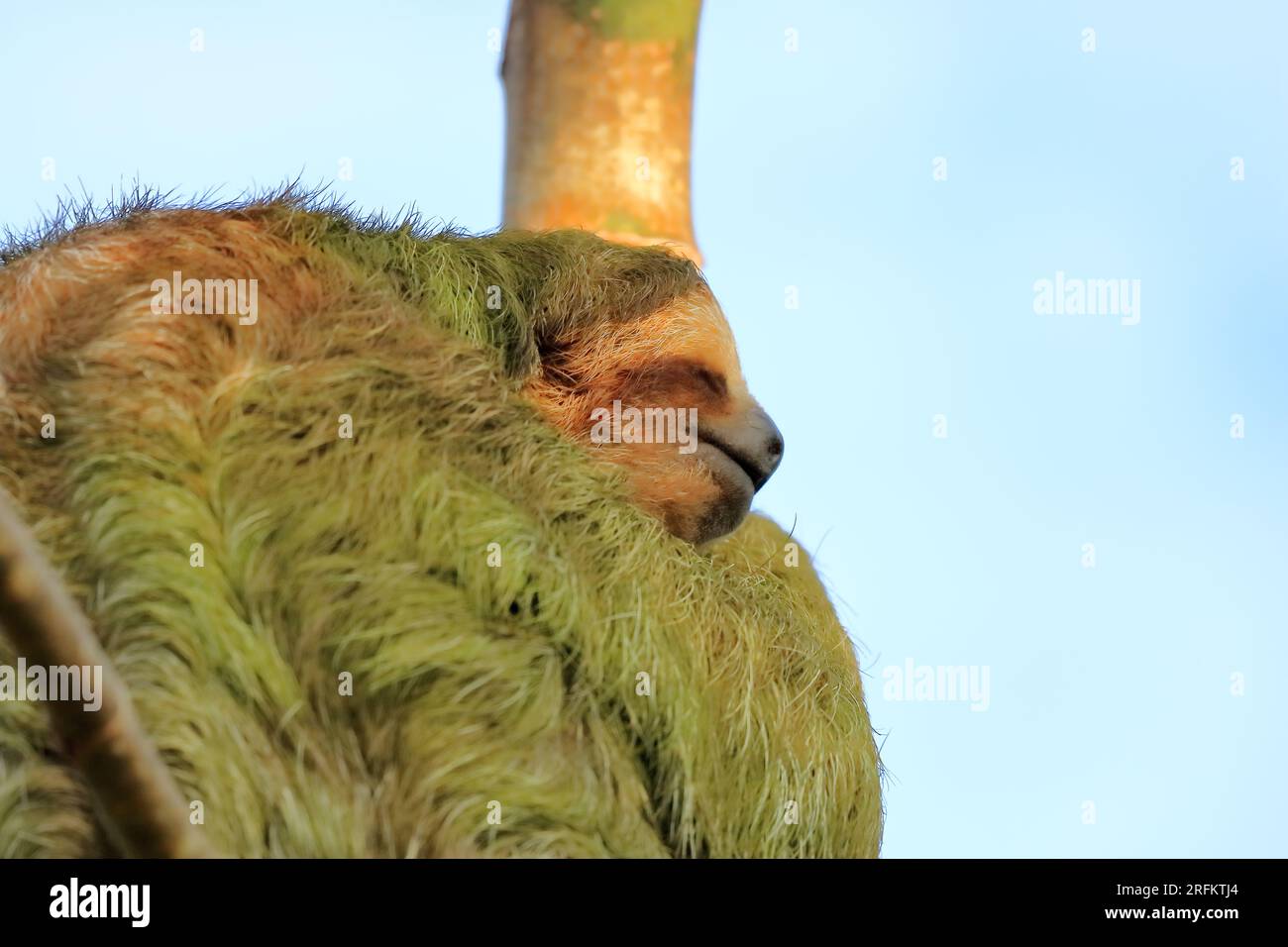 Cute sloth hanging on tree branch with funny face look, portrait of ...