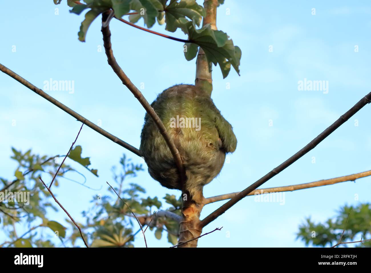 Cute sloth hanging on tree branch with funny face look, portrait of ...