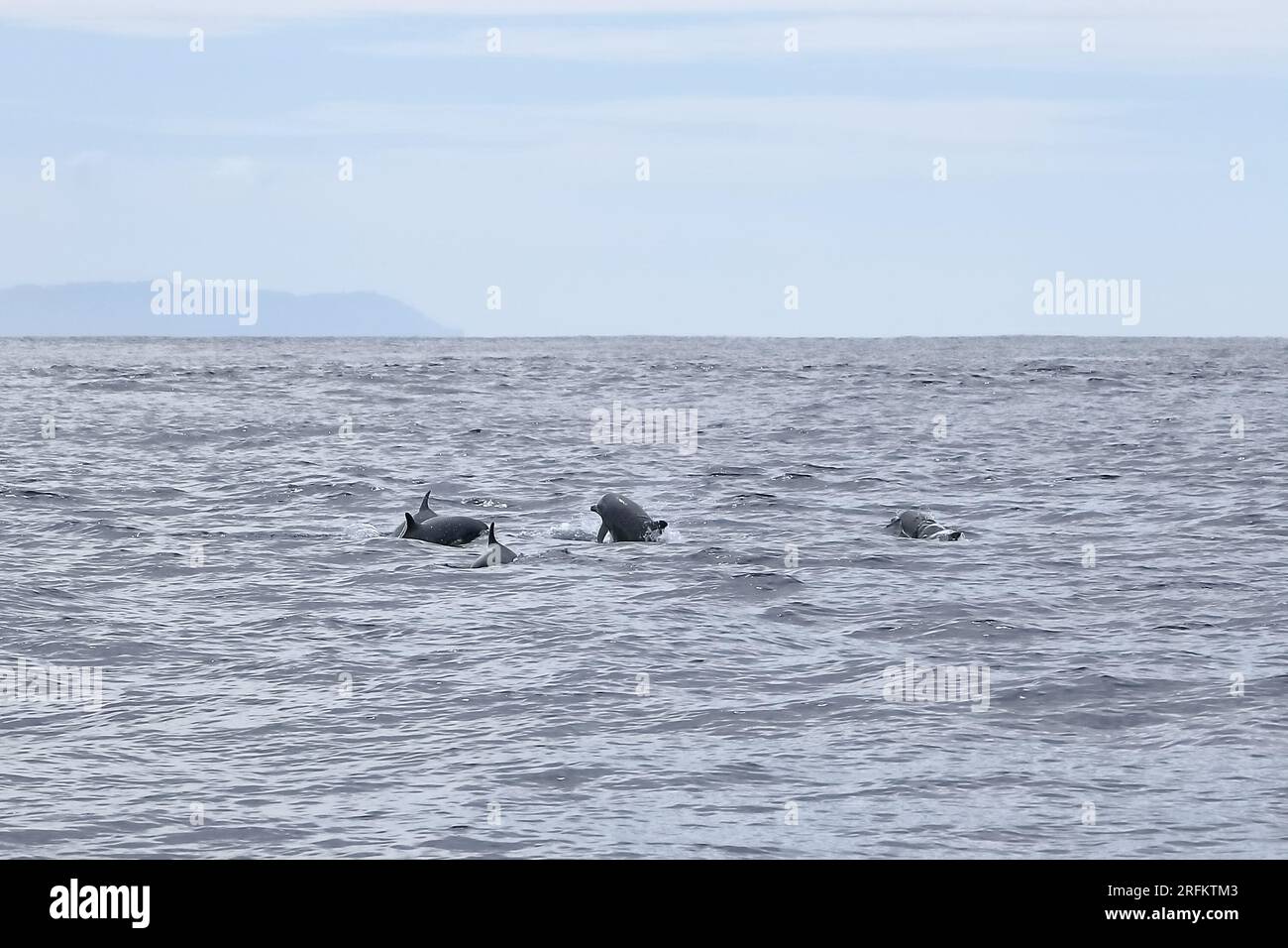 dolphins in the pacific ocean , Costa Rica Stock Photo - Alamy