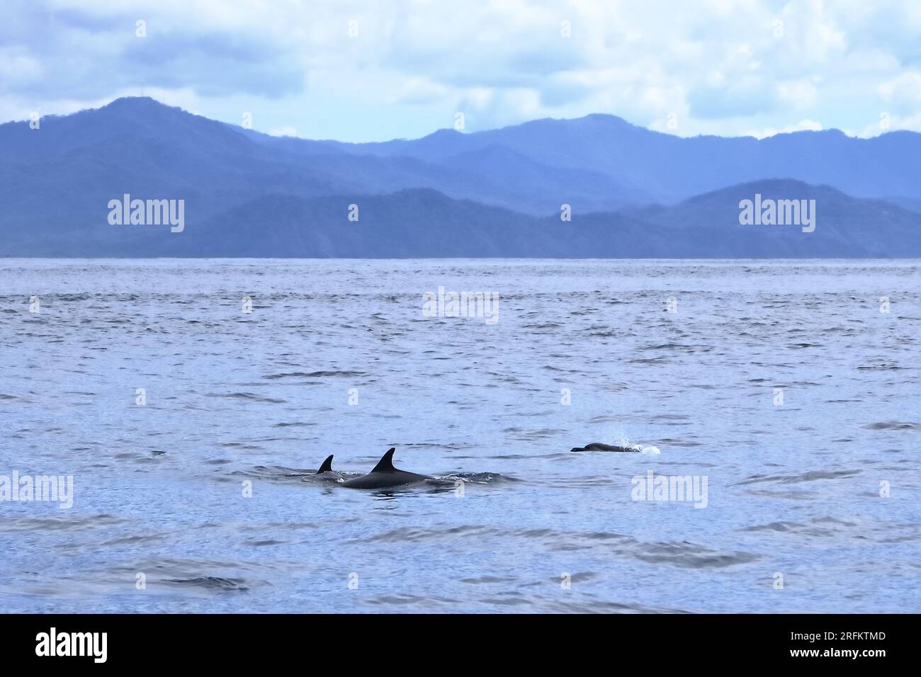 dolphins in the pacific ocean , Costa Rica Stock Photo - Alamy