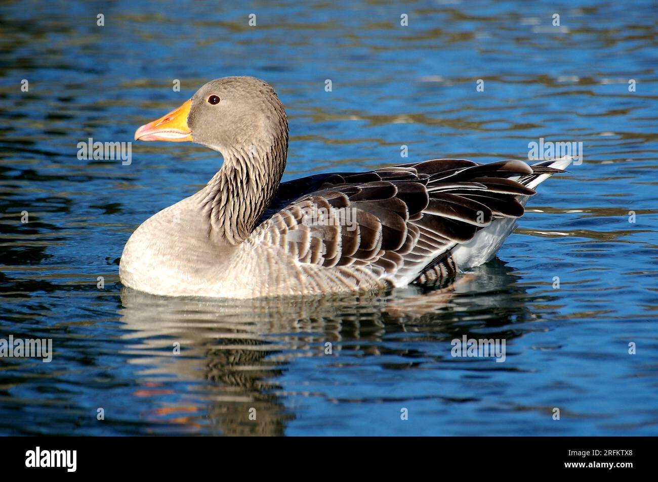 Wild goose on a lake Stock Photo - Alamy
