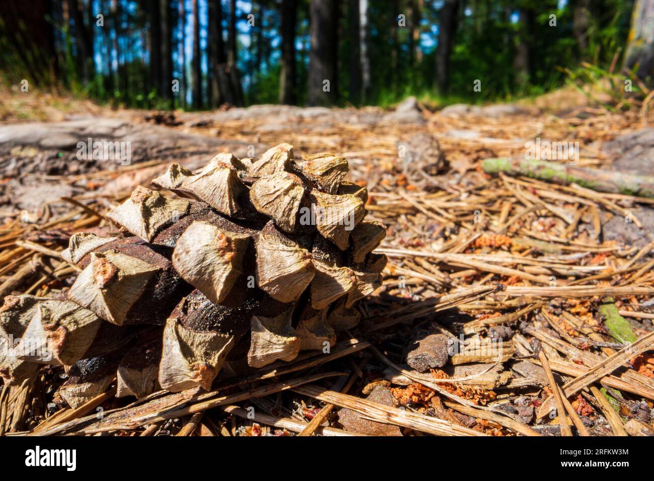 Bump close-up on the ground in the forest. Beautiful natural landscape ...