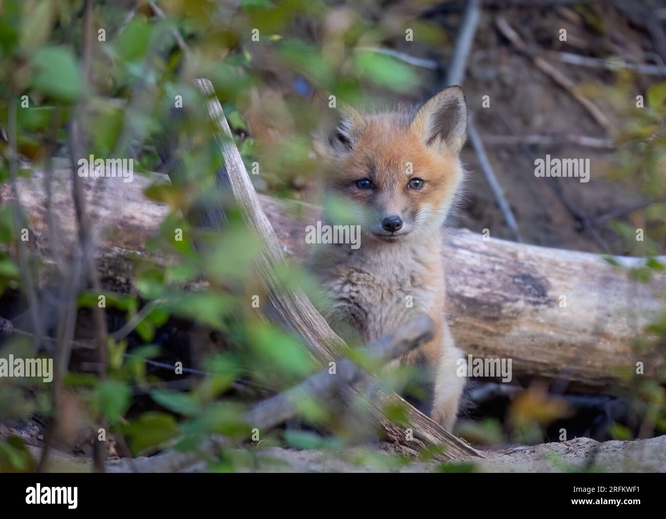 Red fox kit (Vulpes vulpes) coming out of its den deep in the forest in early spring in Canada ...