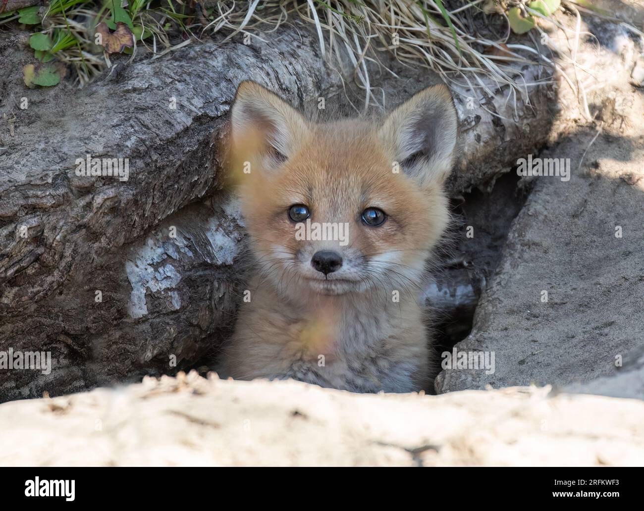 Red fox kit (Vulpes vulpes) coming out of its den deep in the forest in early spring in Canada ...
