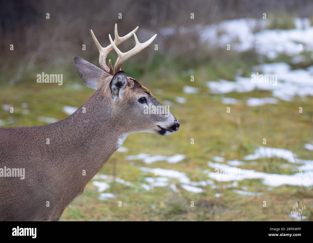 White-tailed deer buck walking in a snow covered meadow in Canada Stock ...