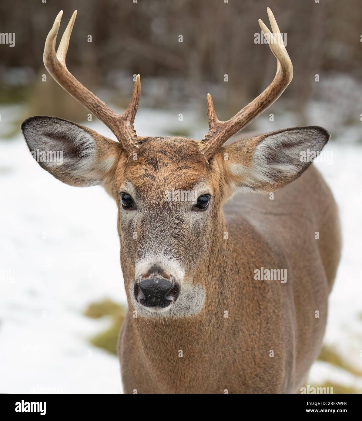 White tailed deer big rack hi-res stock photography and images - Alamy