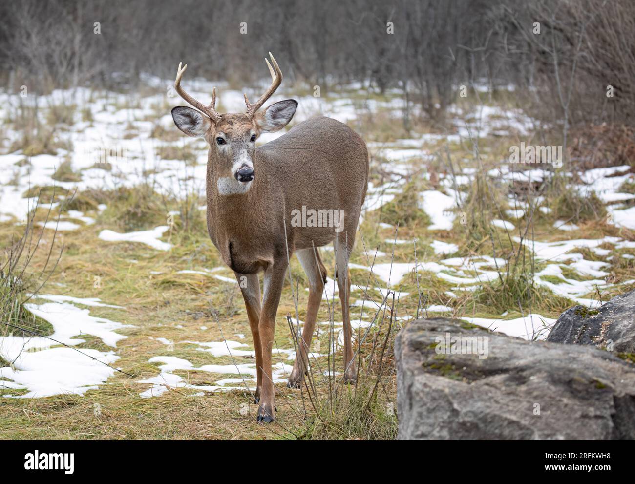 White-tailed deer buck walking in a snow covered meadow in Canada Stock ...