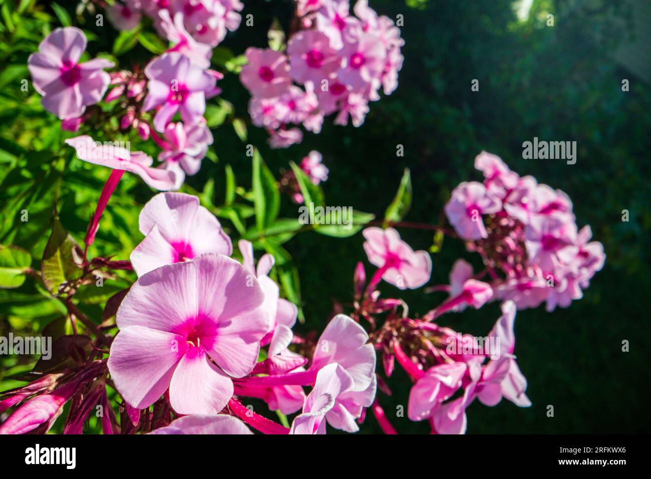 Pink flowers close-up on a sunny day in summer. Beautiful natural rural ...