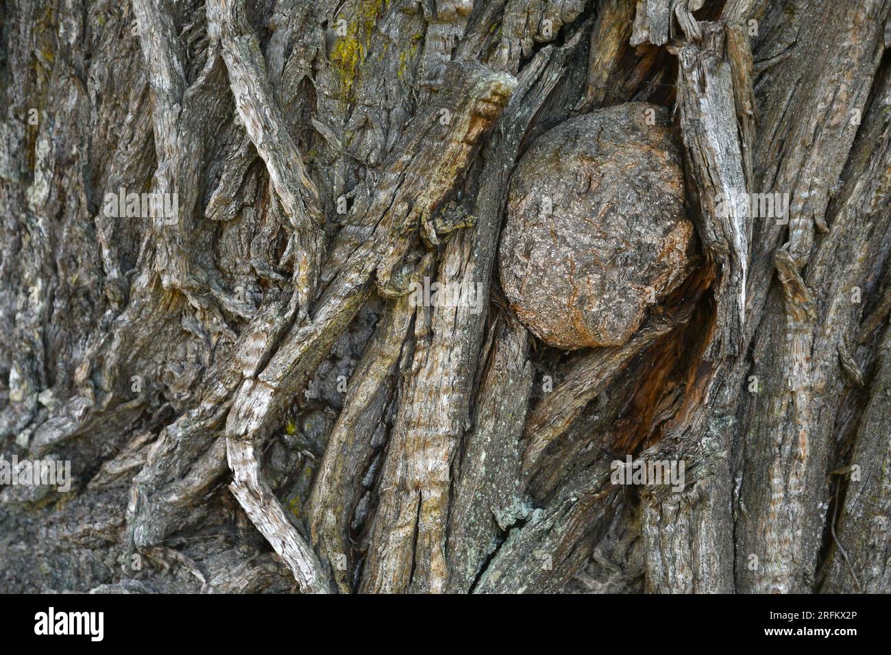 detail of the bark of a centuries-old chestnut tree in a forest Stock ...