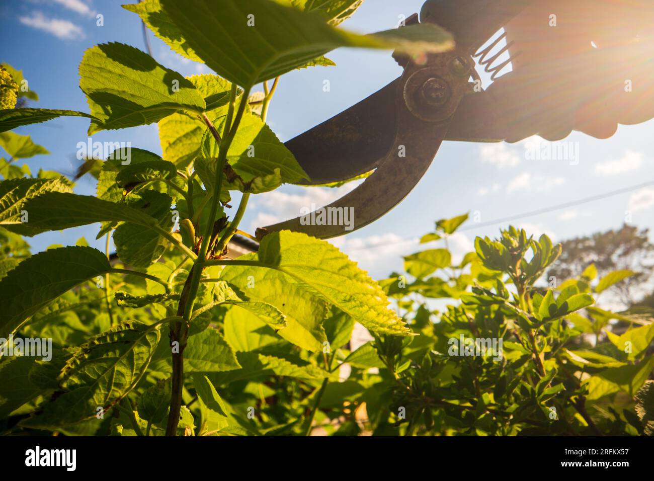 Farmer who make pruning of bushes with secateurs. Gardening Tools ...