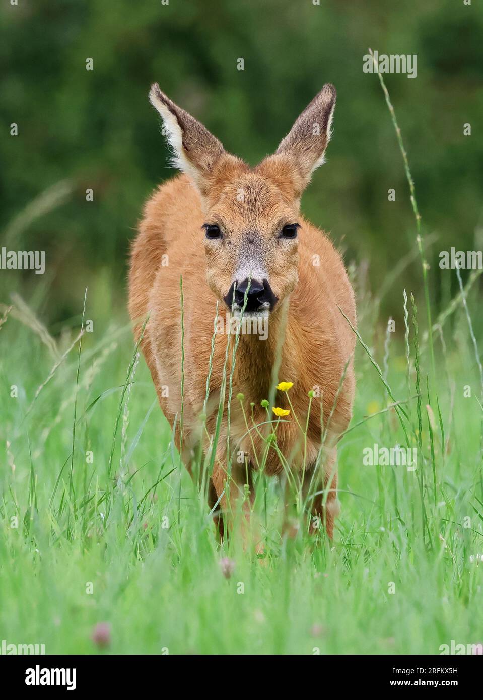 A Roe Deer doe (Capreolus capreolus) in the Cotswold Hills grassland ...