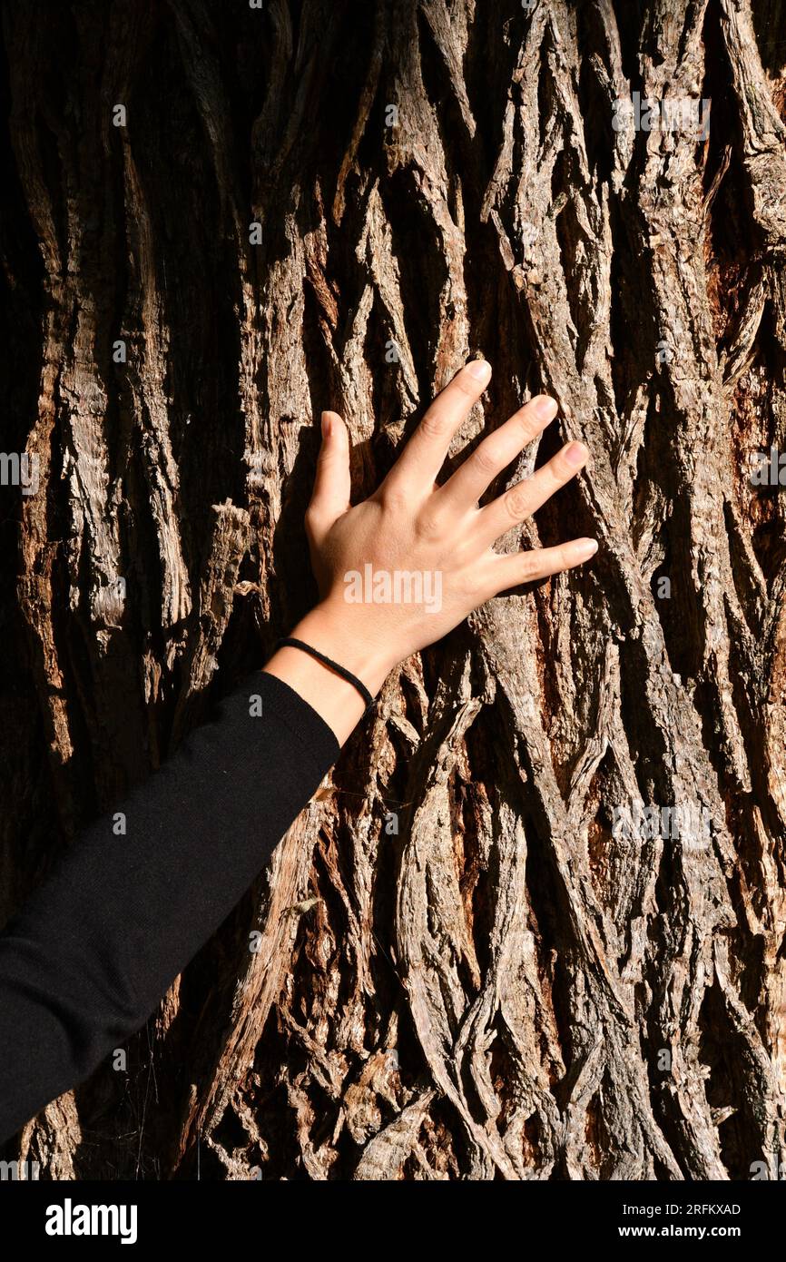 female hand touching the old bark of a centenary chestnut tree in the ...