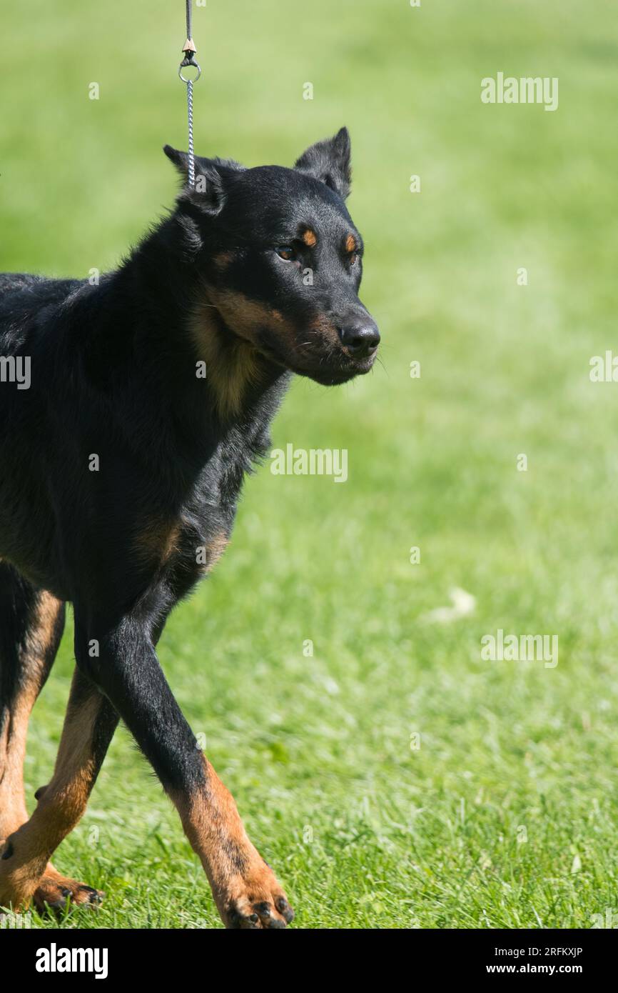 Beauceron walking proudly in the dog show ring Stock Photo - Alamy