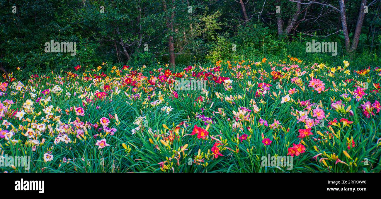 field of many colors and varieties of Daylilies in a summer garden ...