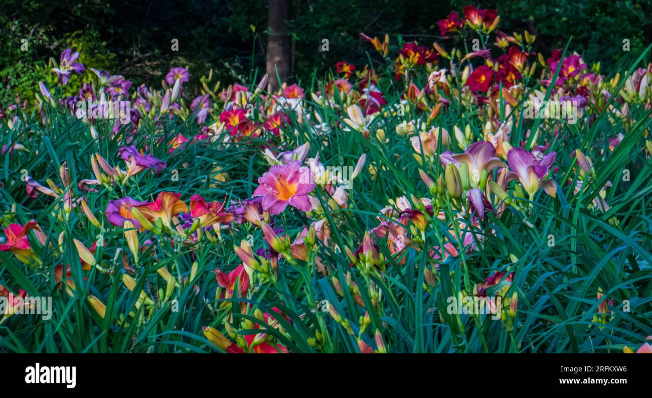 field of many colors and varieties of Daylilies in a summer garden ...