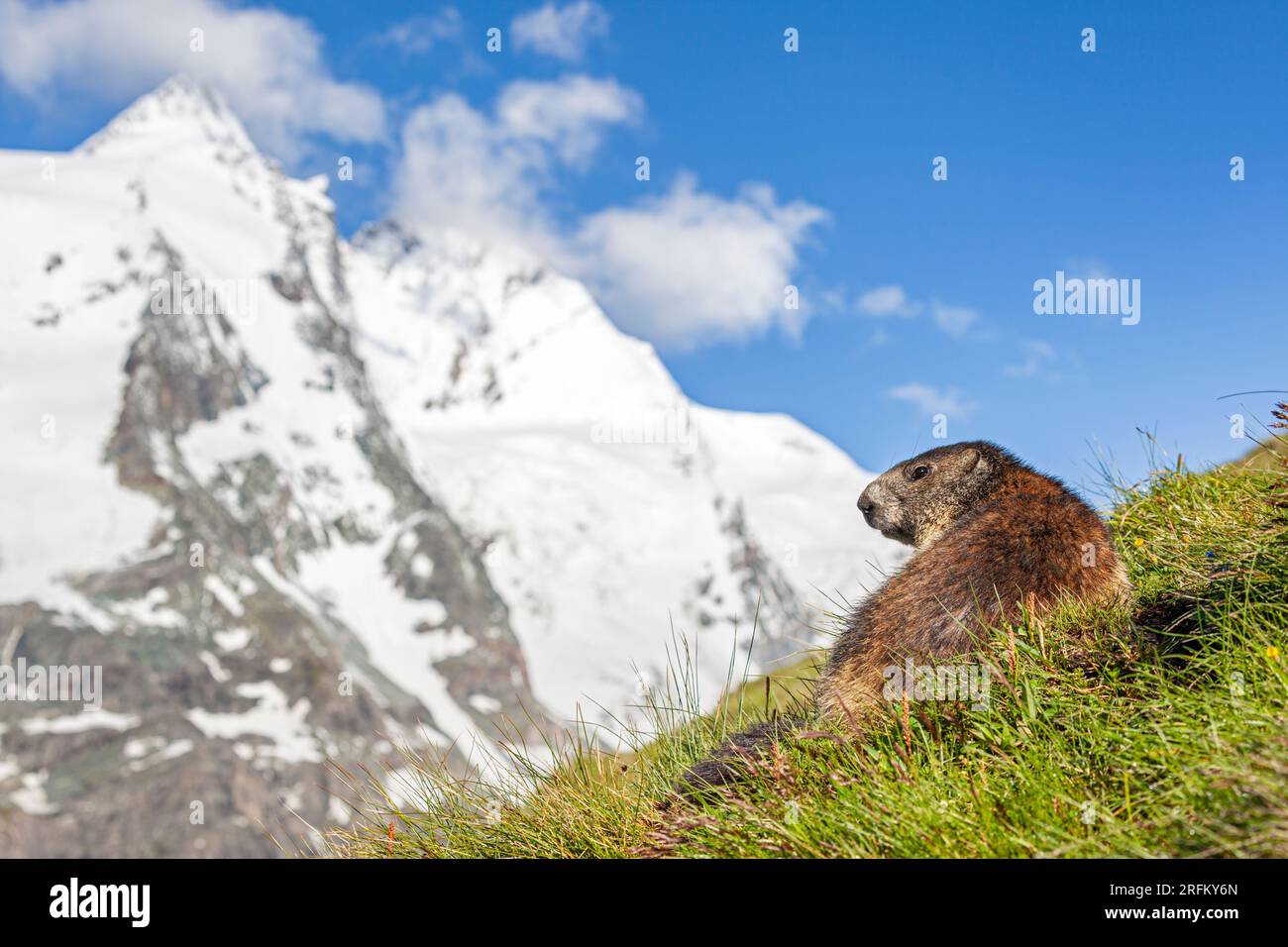 Alpine marmots marmota sitting hi-res stock photography and images - Alamy