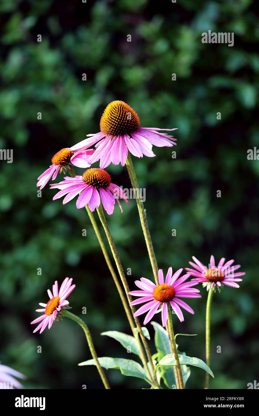 Purple coneflowers. or echinacea, a flowering plant in the daisy family ...