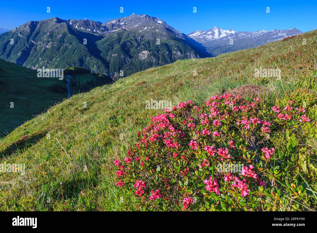 Alpine Rose, Rhododendron, Großglockner Hochalpenstraße, Hohe Tauern ...