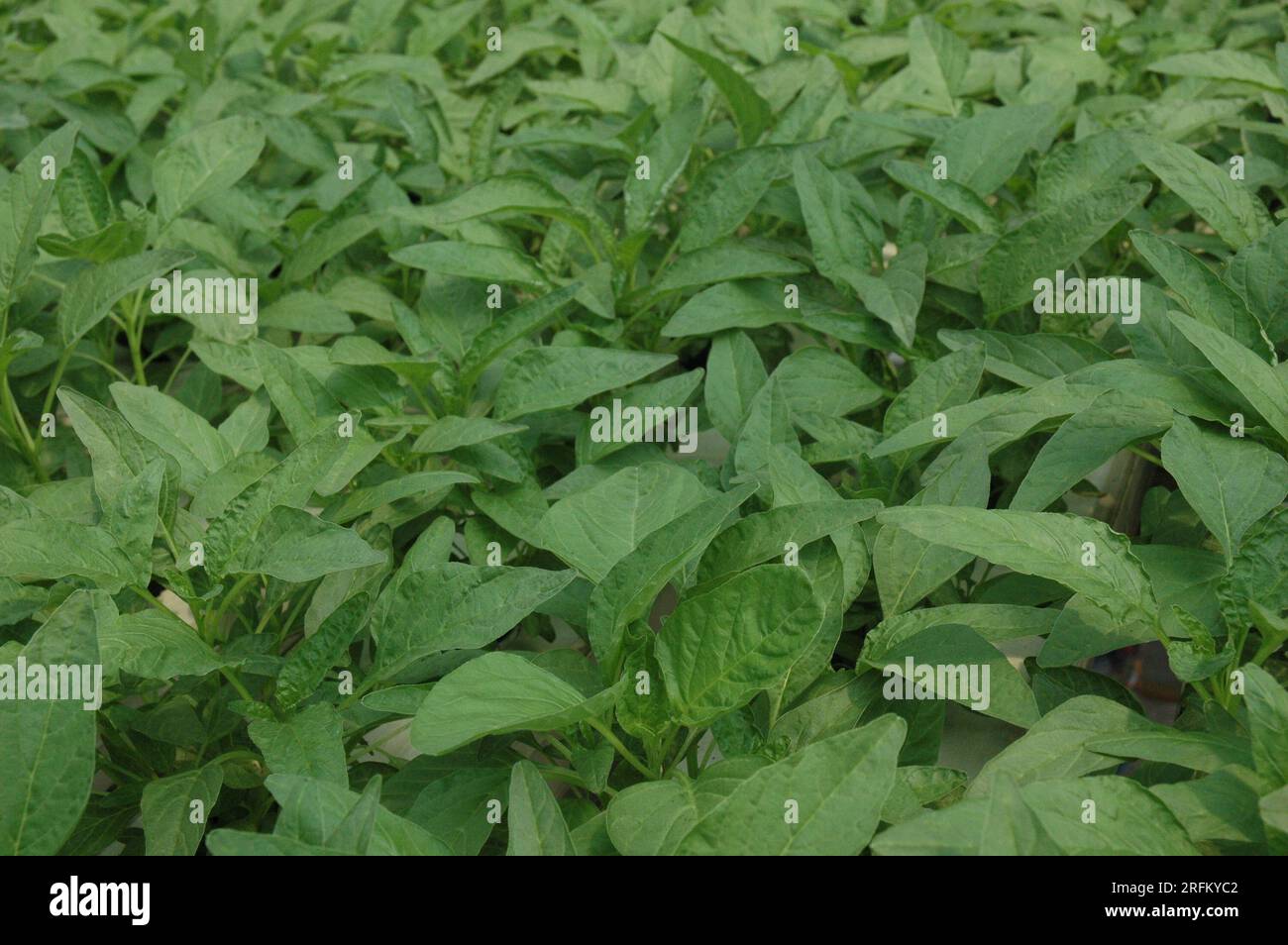 Closeup spinach plant hi-res stock photography and images - Alamy