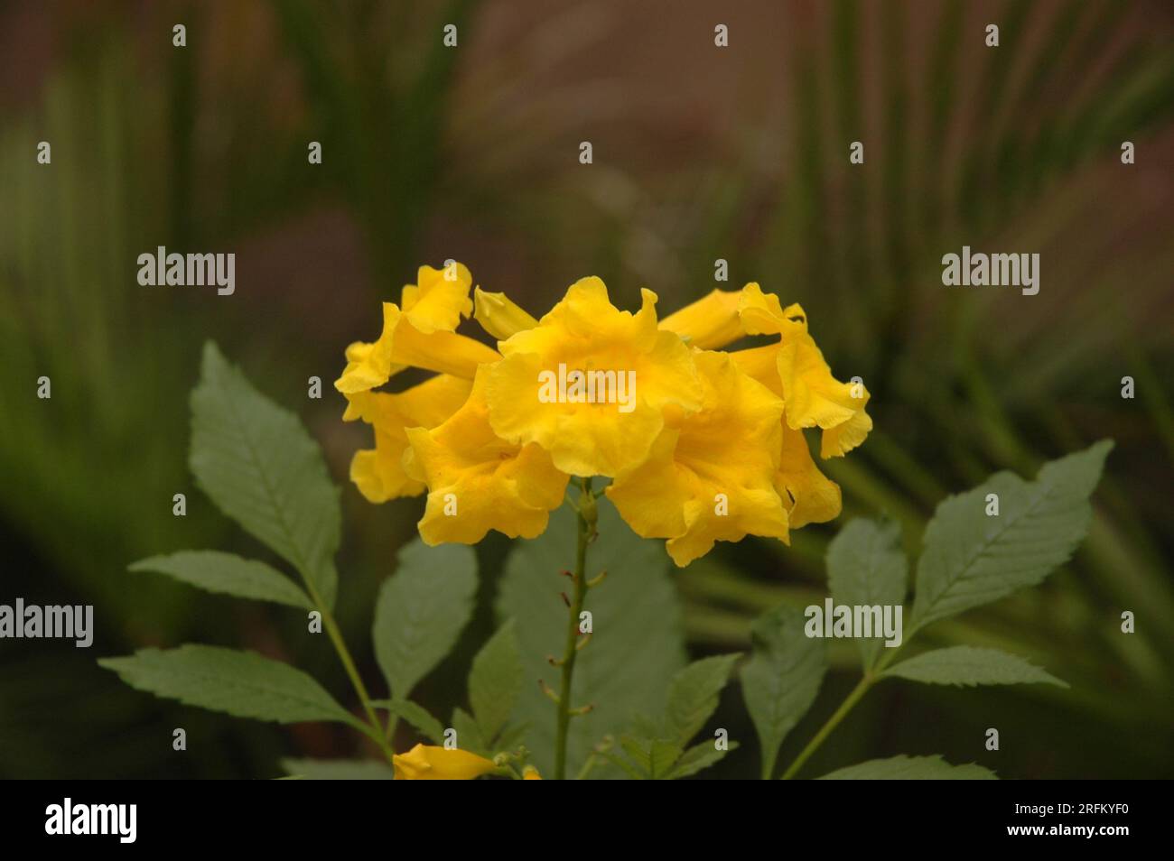 Yellow Trumpet Flower (Tecoma stans) in Macro Close-Up. This plant has ...