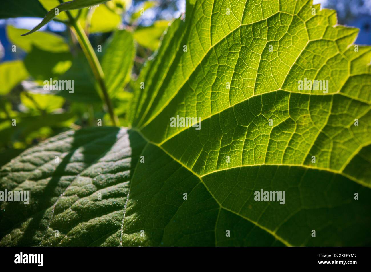 A beautiful fresh green leaf close-up highlighted by the sun. Detailed ...