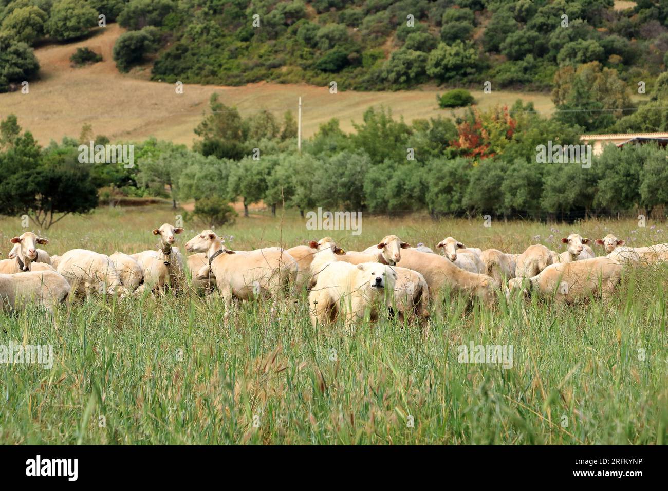 Shepherd guarding flock sheep hi-res stock photography and images - Alamy